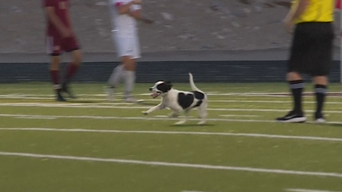 WATCH: Dogs crash high school soccer game – NBC New York