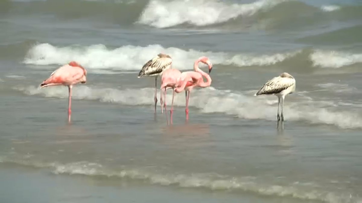 Flamingos spotted on a Wisconsin beach for the first time ever – NBC ...