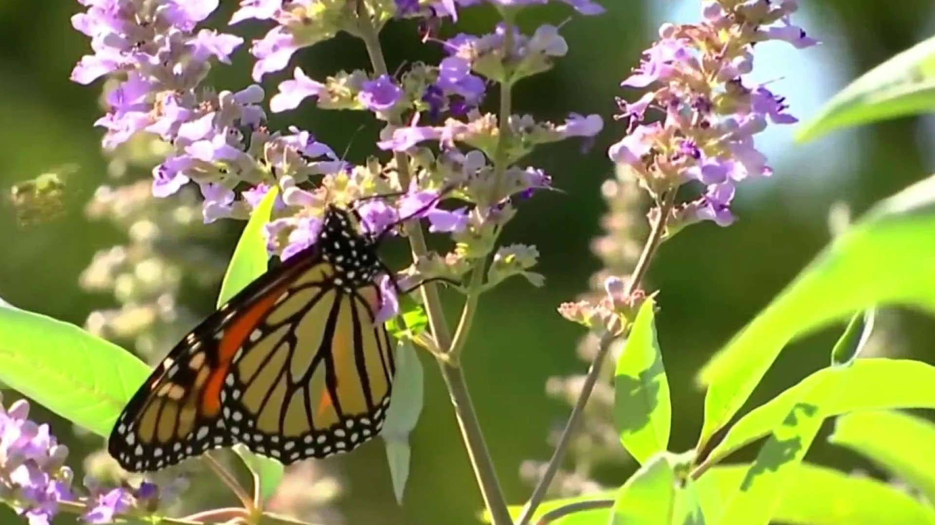 Monarch Butterfly Migration Video