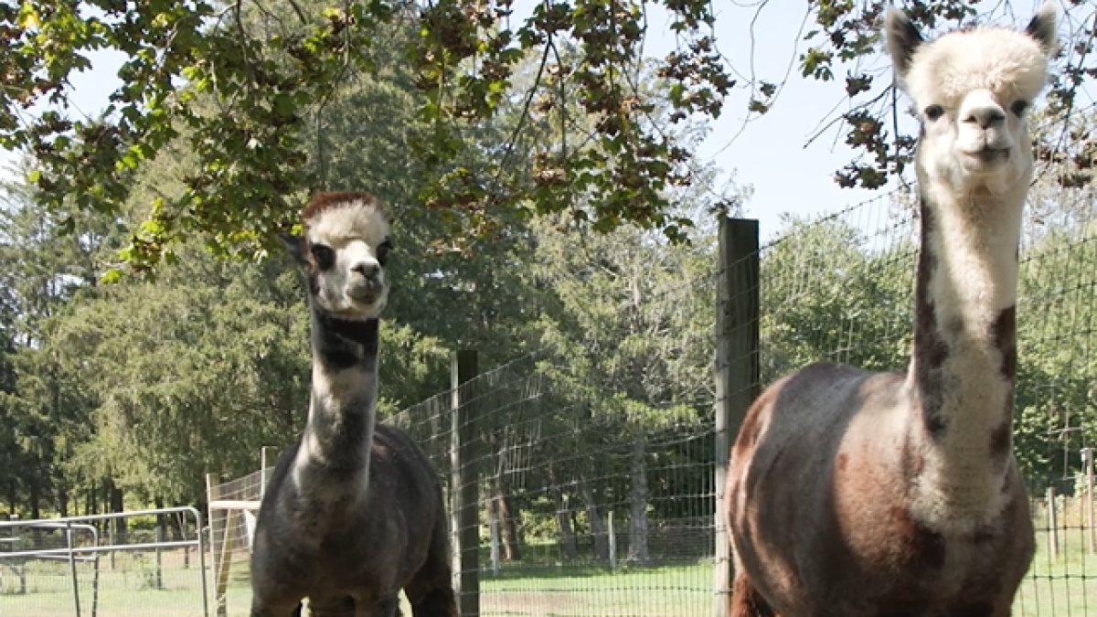 Spend A Day At An Alpaca Farm In New Jersey! – NBC New York