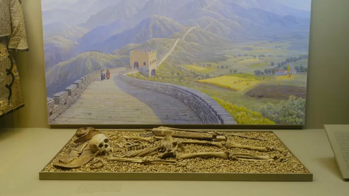 Museum of Natural History in NYC to remove human remains from some ...