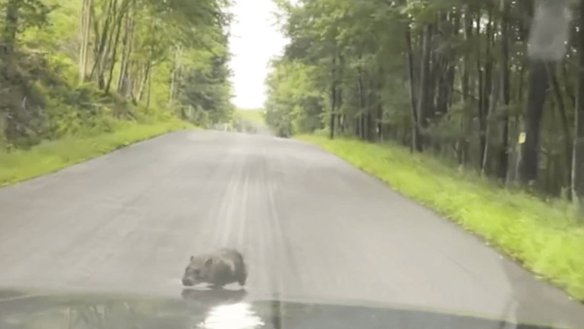 WATCH: Brooklyn rat hitches ride to upstate New York – NBC New York