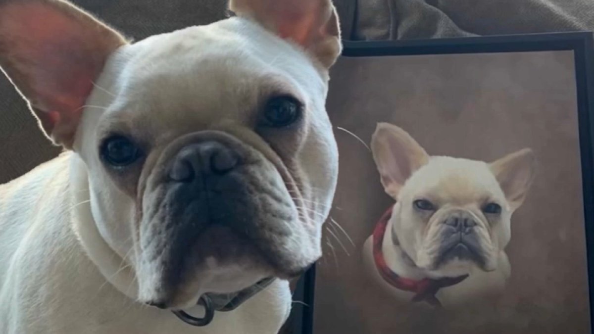 Dog trainer faces felony charges in 2 states for failing to return pets ...