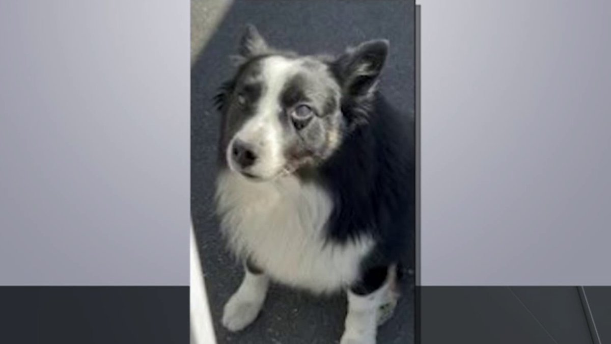 Blind Dog Rescued from Queens Pond – NBC New York