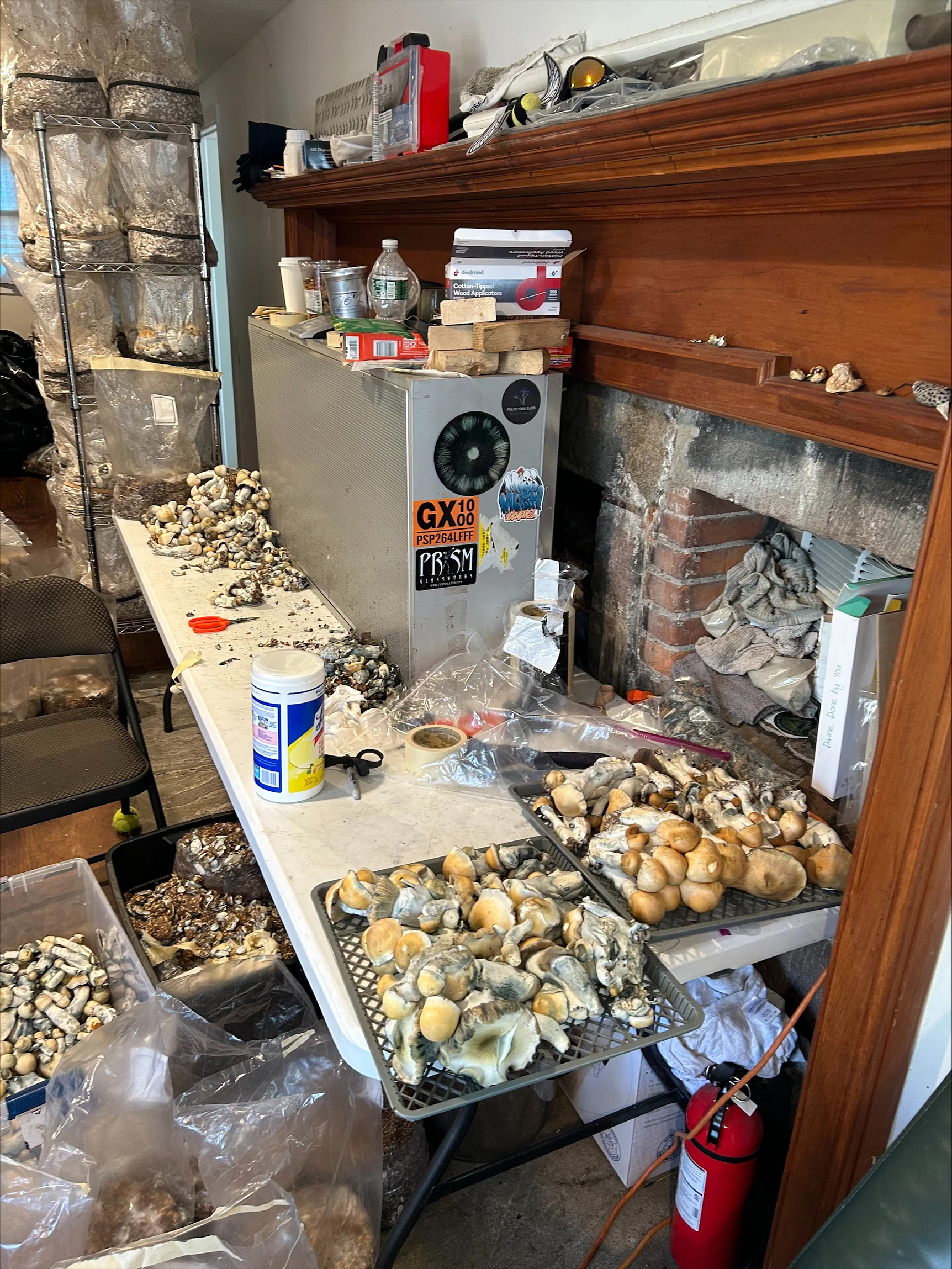 More than $8 million worth of illegal mushrooms found at Connecticut ...