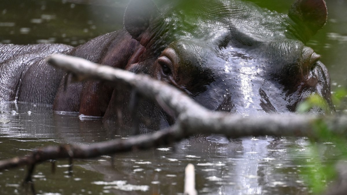 Colombia will try to control invasive hippo population – NBC New York