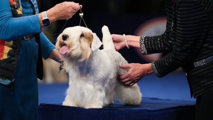 Meet Stache, the winner of the 2023 National Dog Show – NBC New York