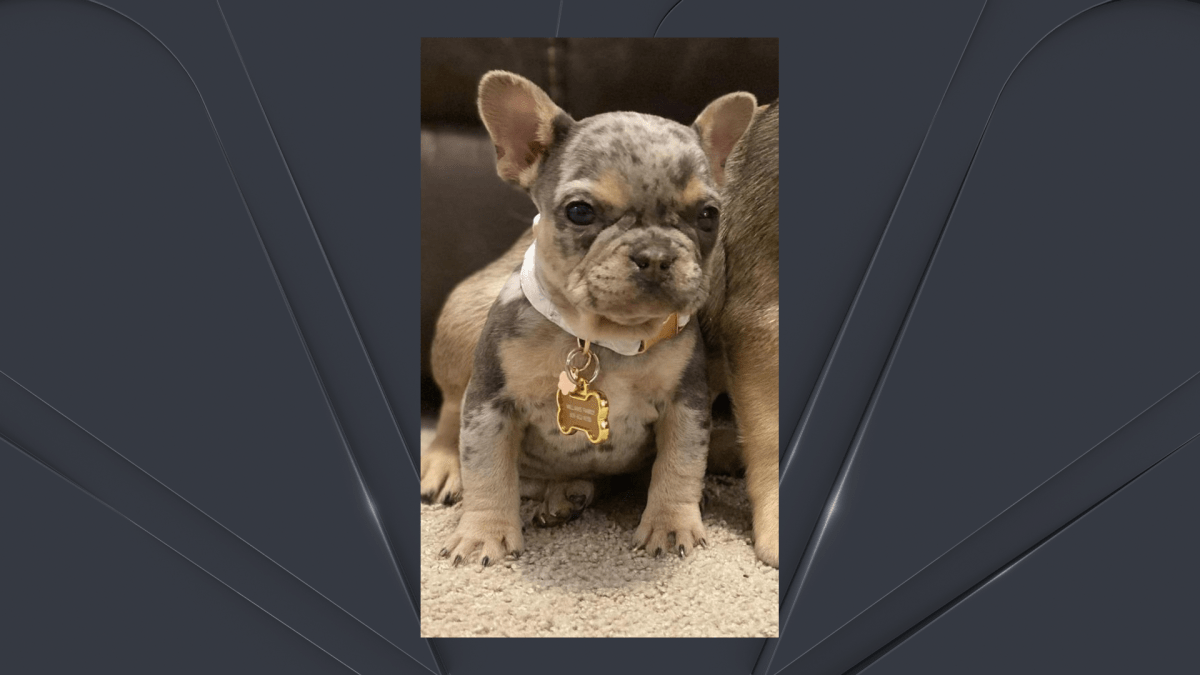 Brazen NJ thieves swipe French bulldog puppy during string of robberies ...