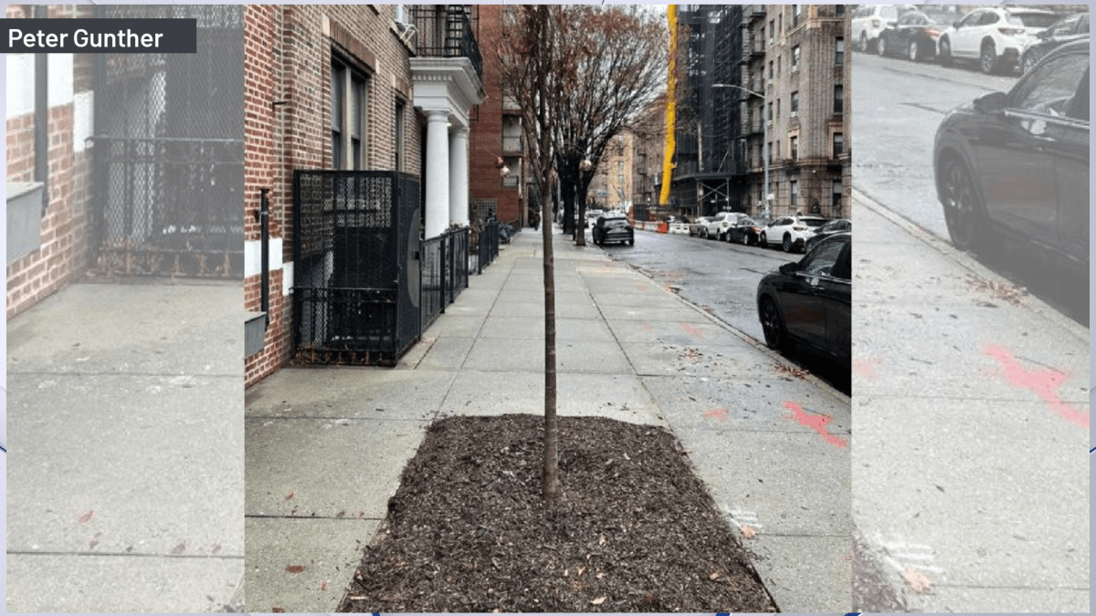 Queens trees spark confusion after four planted in middle of Astoria ...