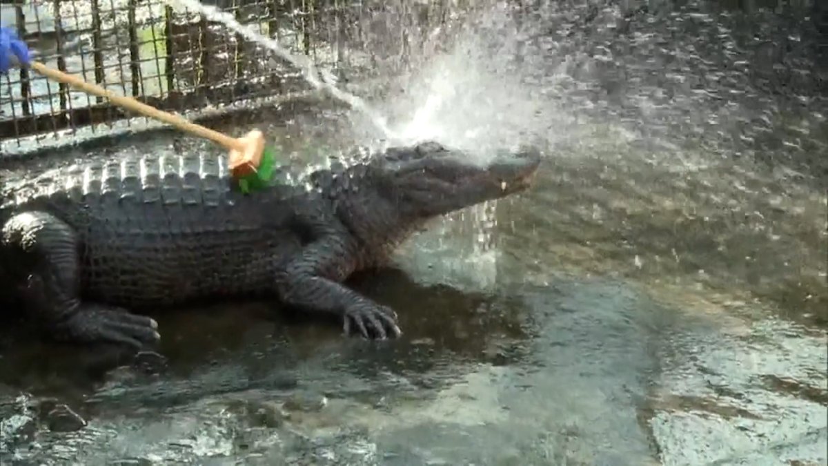 WATCH: Alligators in Japanese tropical garden get year-end bath – NBC ...
