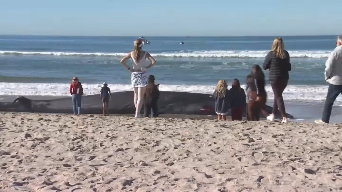 52-ft. whale washes ashore on Pacific Beach in San Diego; NOAA ...