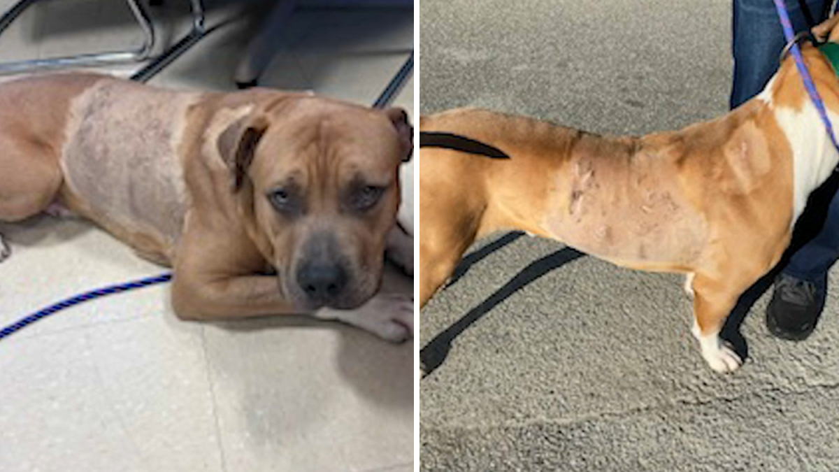 Long Island news: Dog found in Freeport survives being stabbed 17 times ...