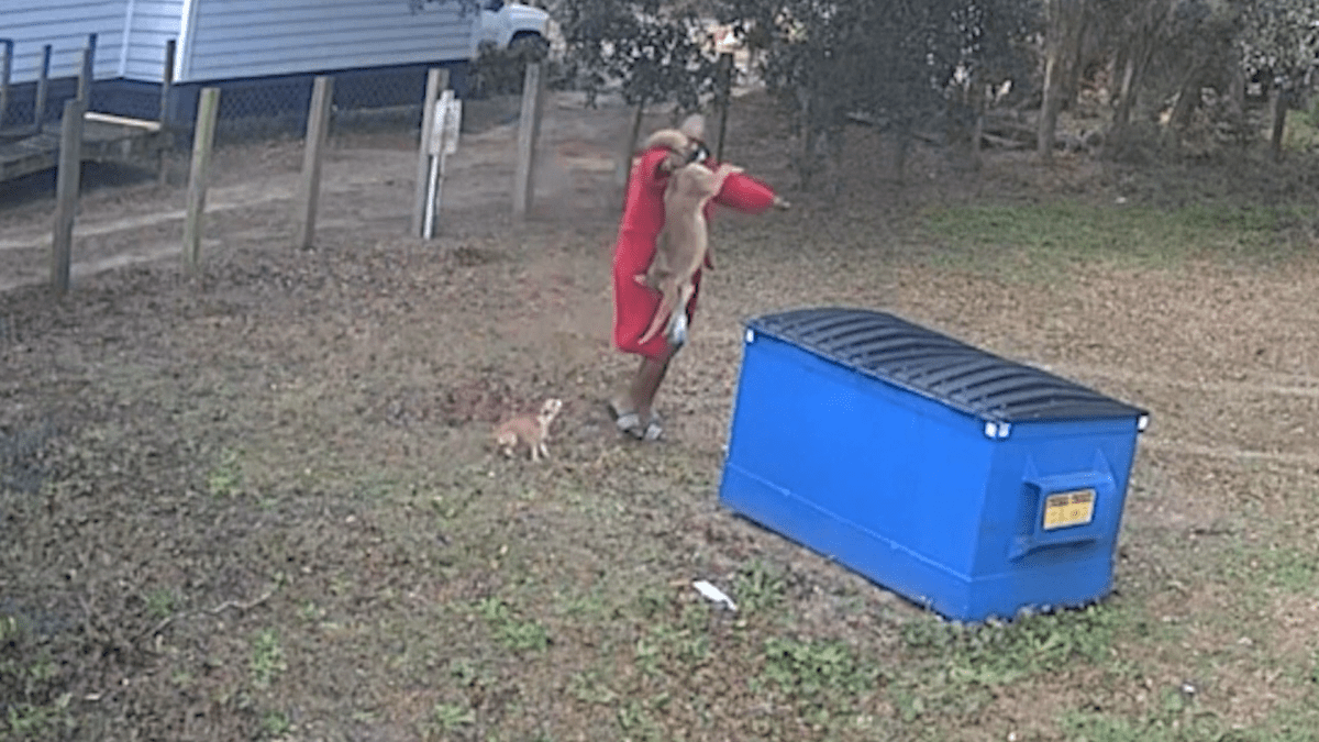 ON VIDEO: Man saves dog from coyote attack – NBC New York