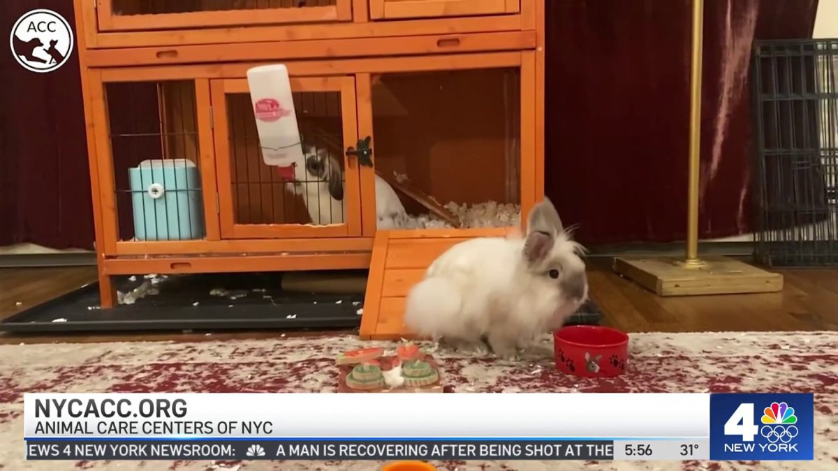 Move over cats and dogs, it’s time for rabbits to get the spotlight ...