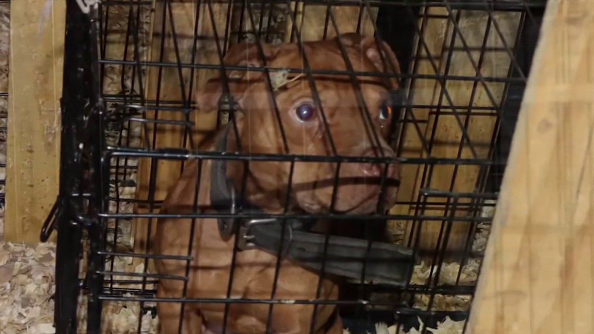 Suspected dog-fighting ring busted in New Jersey – NBC New York