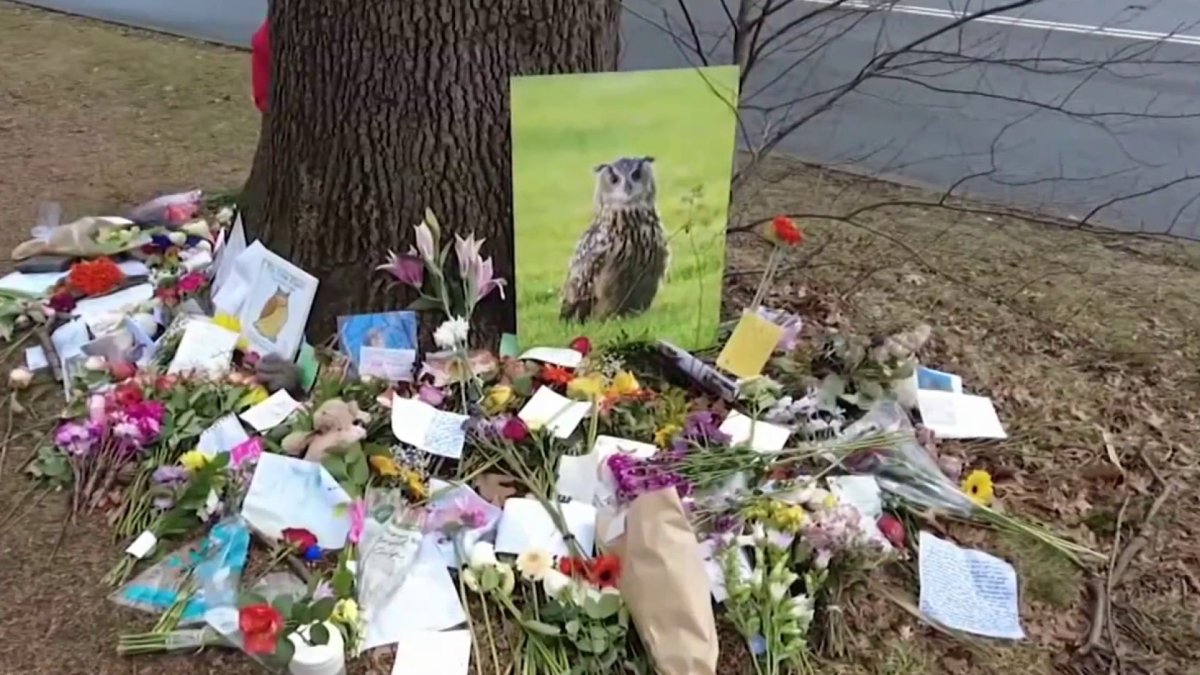 Remembering Flaco the Owl – NBC New York