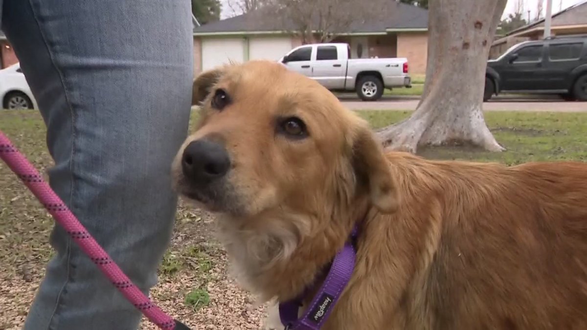 What happened to ‘Connie’ the Texas shipping container dog? – NBC New York