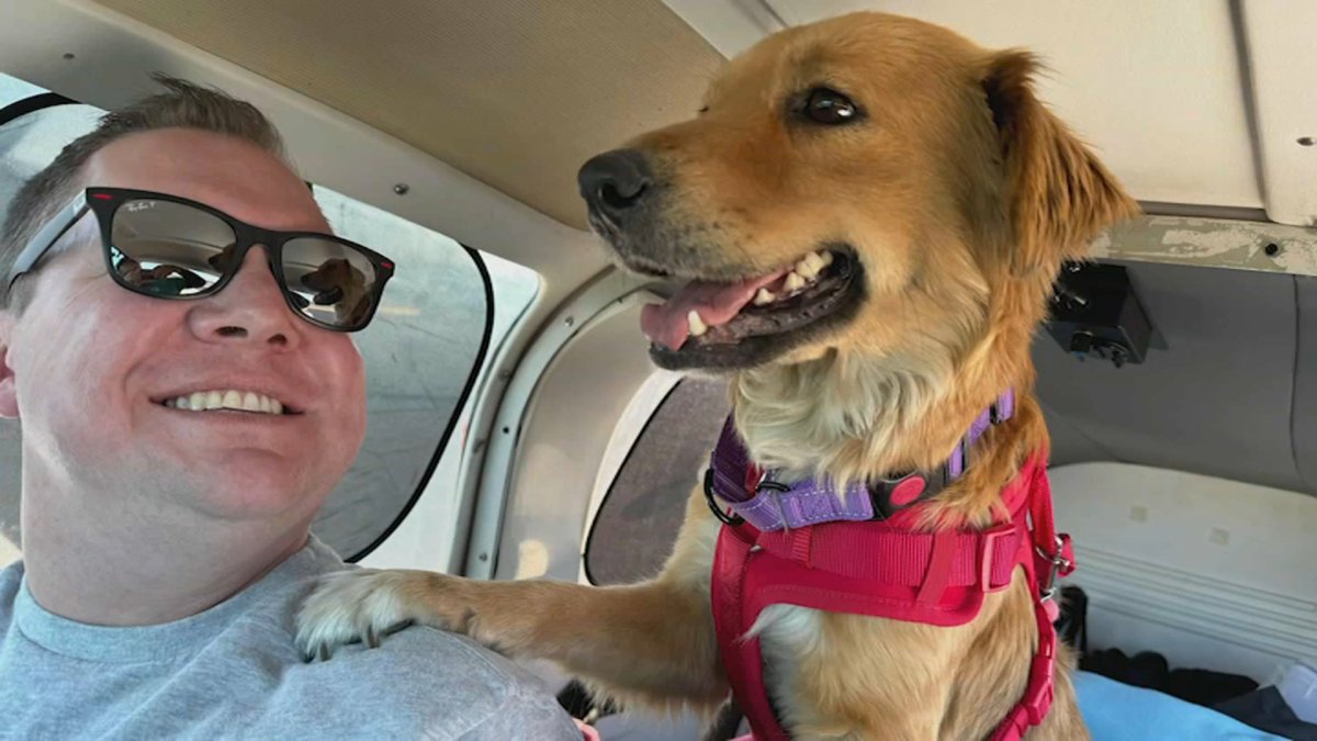 Connie the Container Dog is expecting! – NBC New York