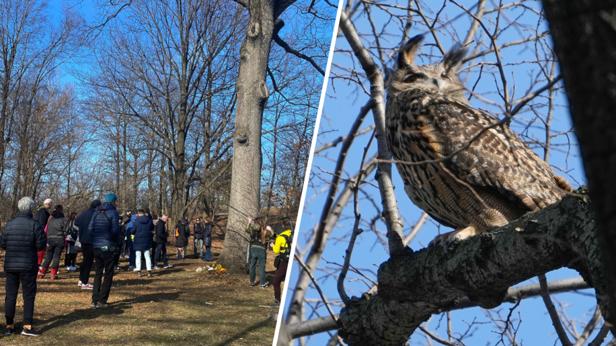 Flaco tributes pour in for adored Central Park owl – NBC New York