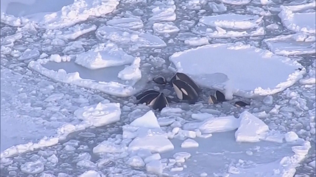 Orca pod freed after being trapped in ice – NBC New York