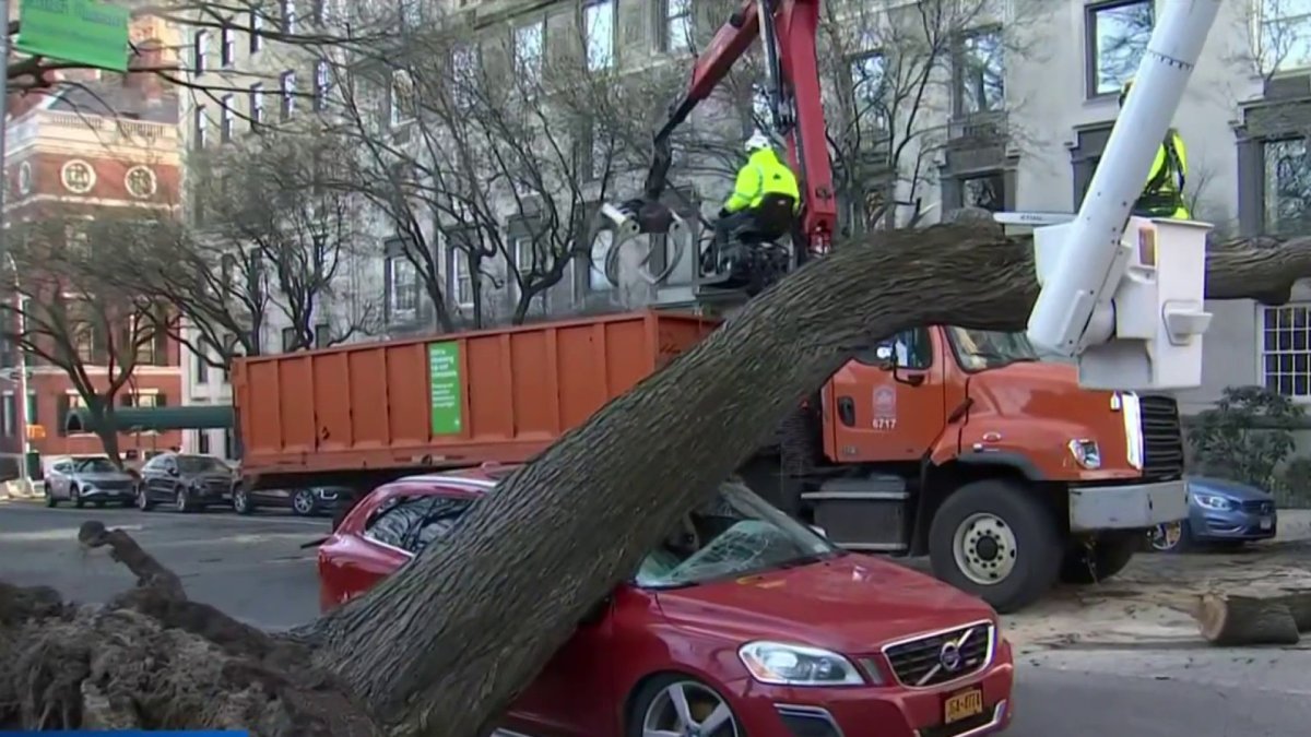 Giant tree falls across NYC’s Fifth Avenue – NBC New York