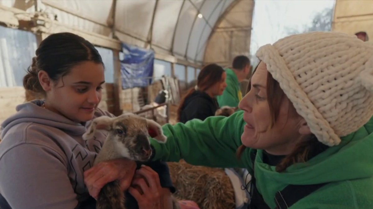 Ever wanted to hold a baby lamb? Check out NJ’s ‘Lamb Camp’ – NBC New York