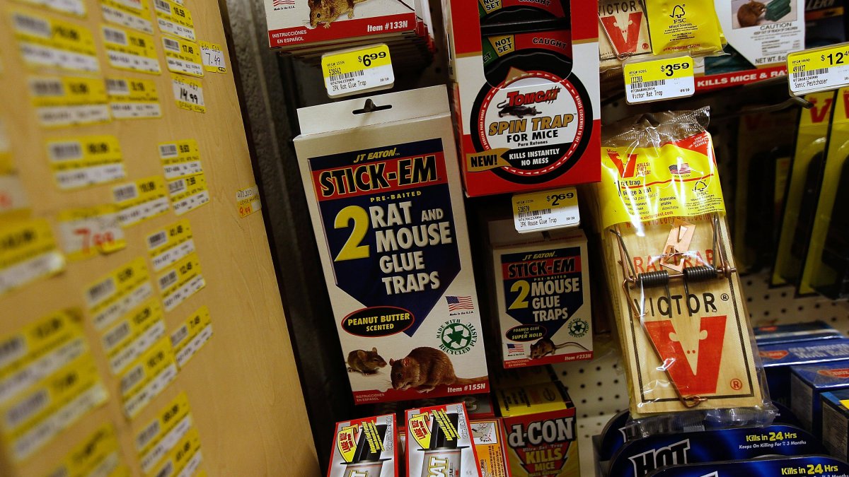 Glue traps for rats and mice could be banned in NY – NBC New York