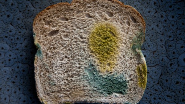 What happens if you eat mold? Food safety experts share which types to ...