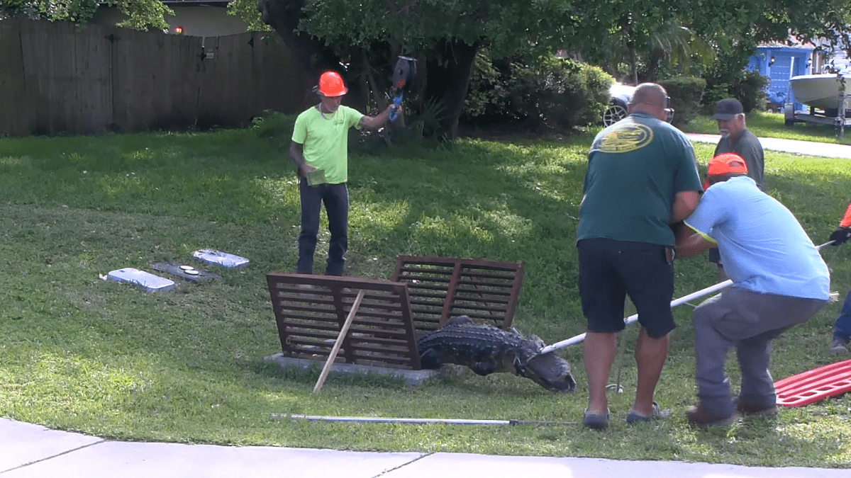 8-foot alligator pulled from Florida drain – NBC New York