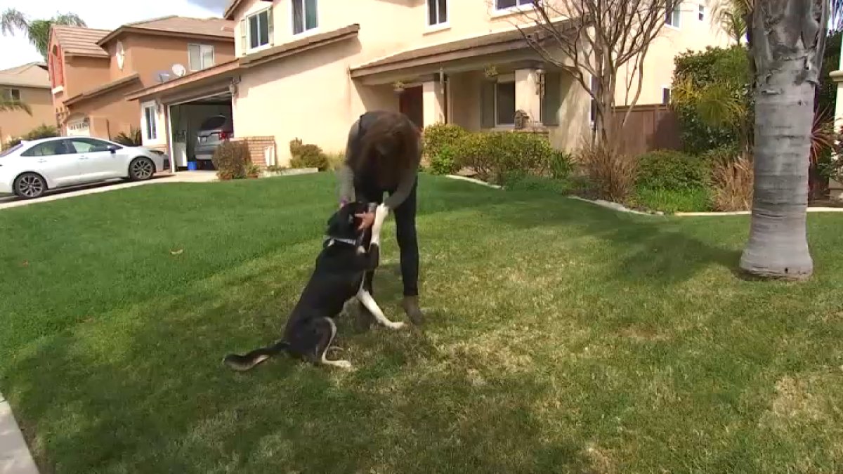 Murrieta family adopts a dog found tied to a tree in Orange County ...