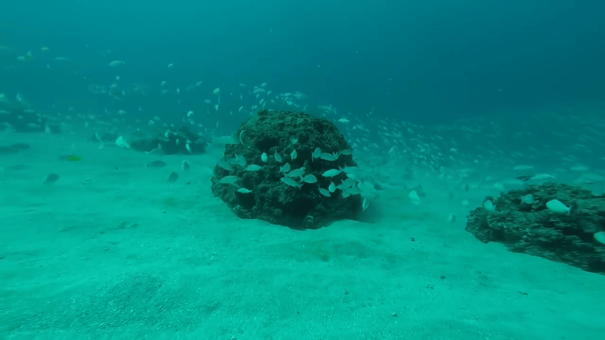 Florida charity offers coral reef memorials rather than funerals – NBC ...