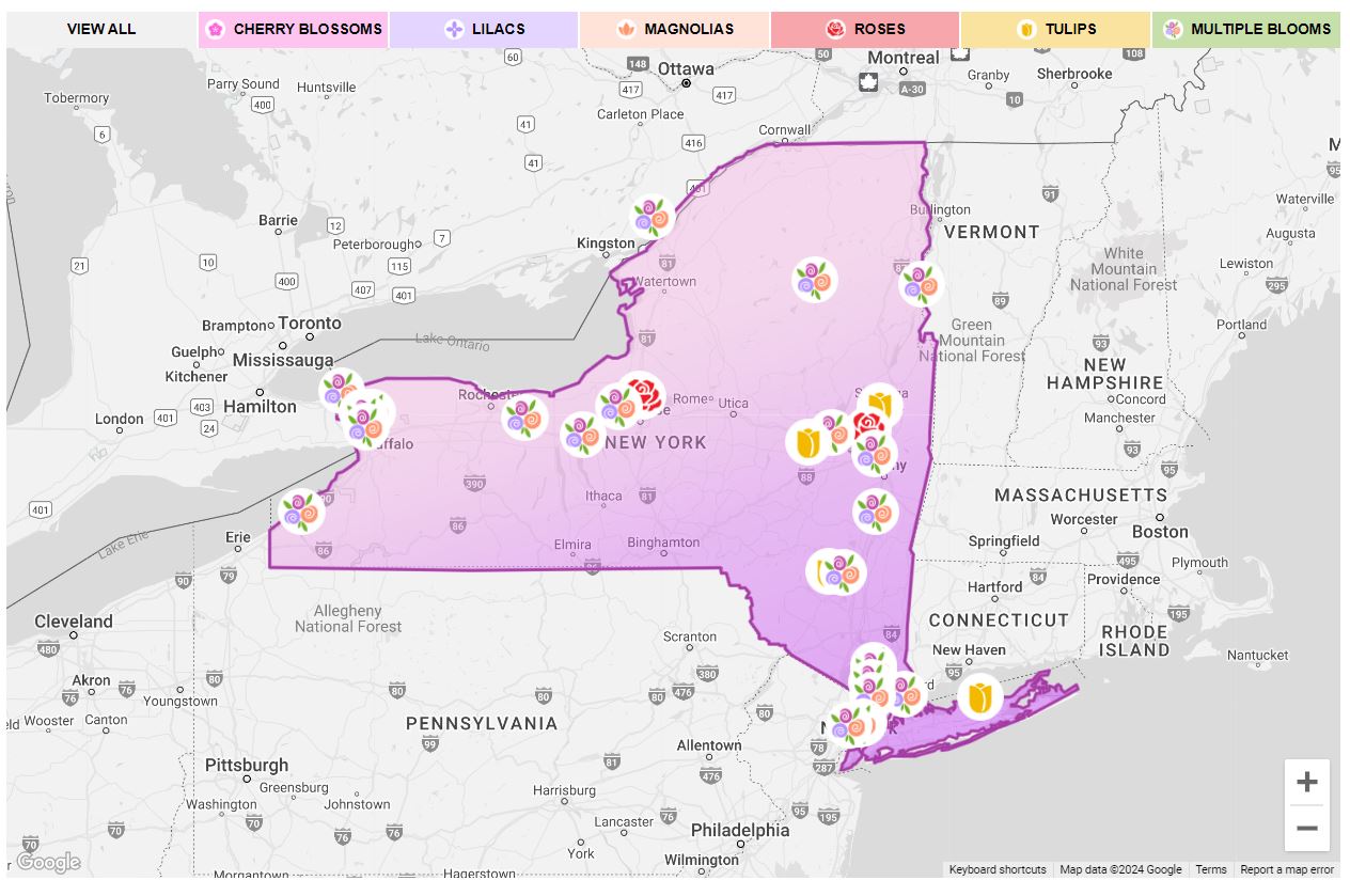 Cherry Blossoms 2024: Map shows where flowers are blooming in NY – NBC ...