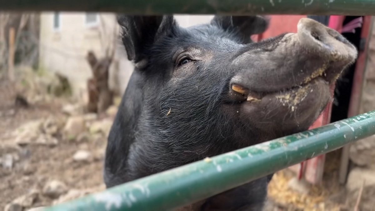 Runaway pig named ‘Kevin Bacon’ safely returned to Wisconsin home – NBC ...