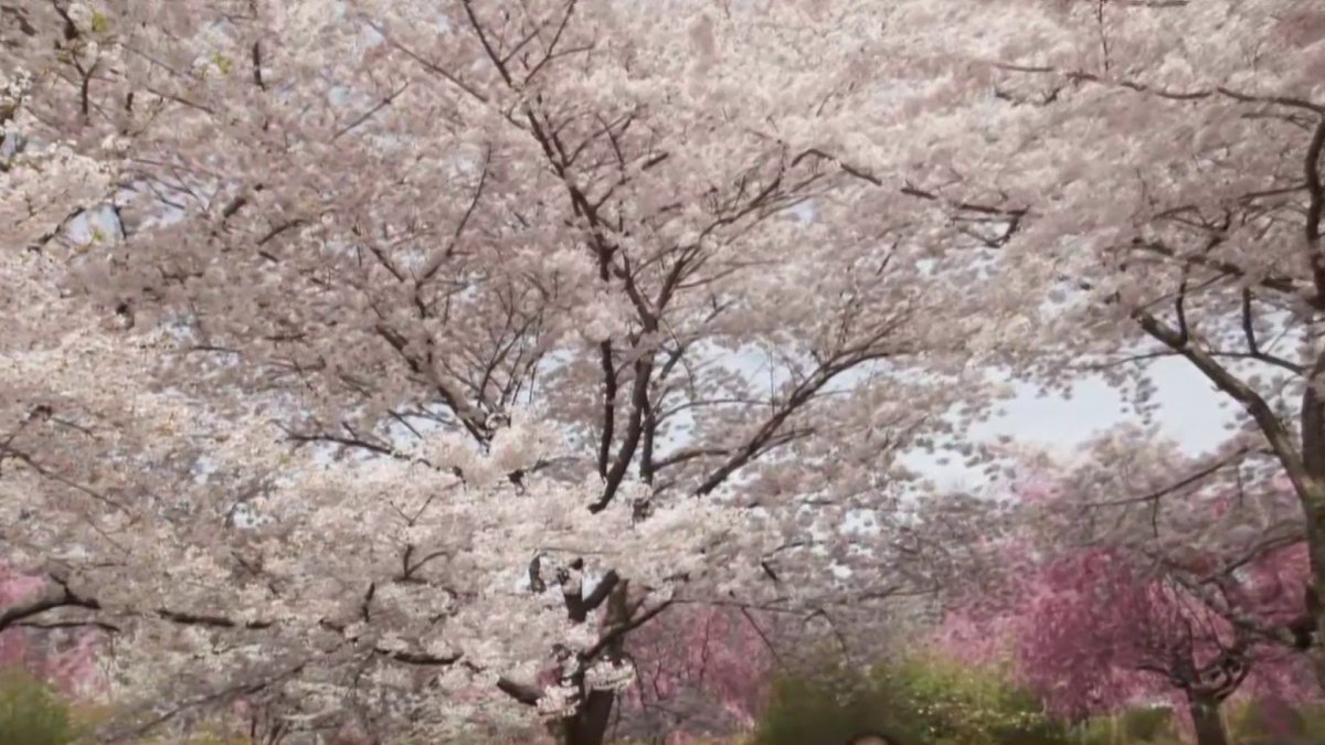 Check out 5,300 cherry blossom trees at Branch Brook Park in Essex ...