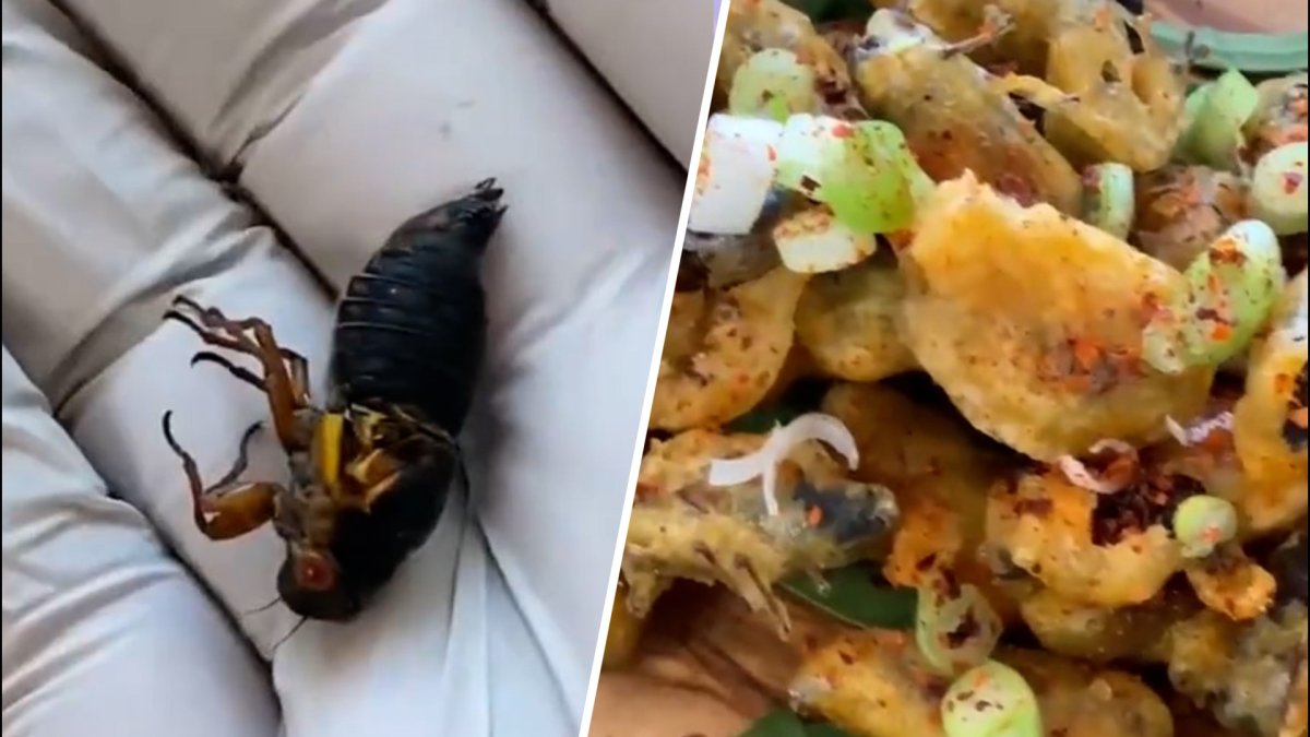 Food blogger makes tempura-battered cicadas – NBC New York