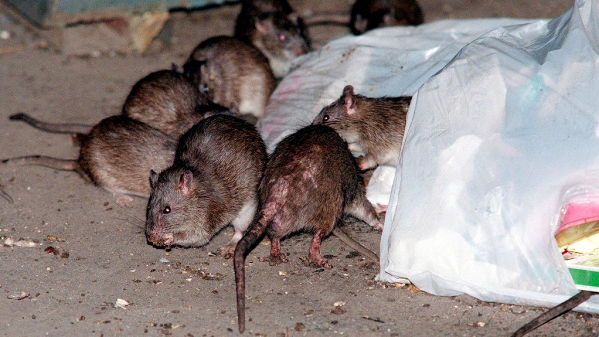 NYC rats: Could birth control be the next great solution? – NBC New York