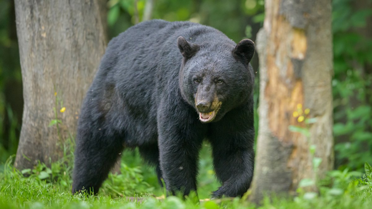 Black bear spotted in Ewing Township, New Jersey – NBC New York