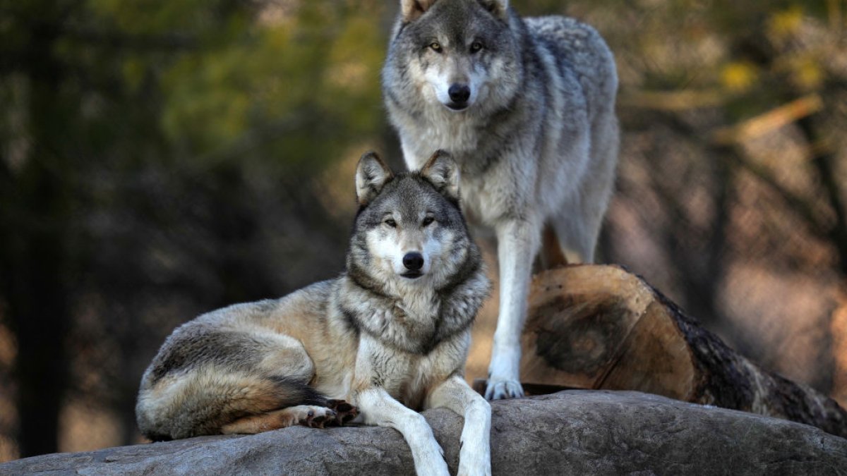 Drones blasting AC/DC are helping protect cattle from wolves – NBC New York