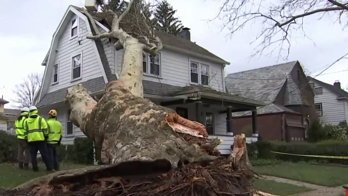 Westchester news: Woman killed in New York after tree falls on car ...