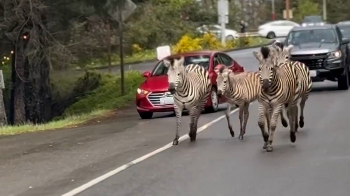 Runaway zebras corralled in Washington state; one still missing – NBC New York