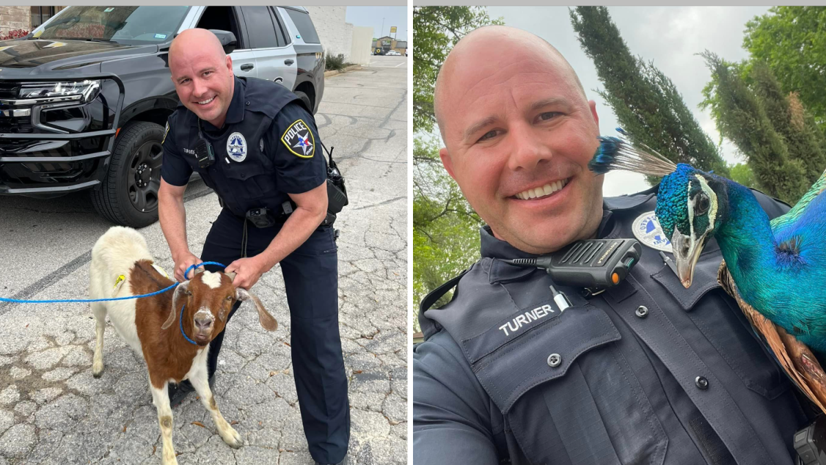 Unbelievable chase: Peacock and goat lead North Texas officer on wild ...