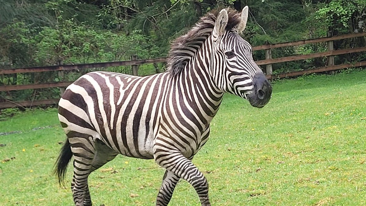 Zebra remains on the loose in Washington state – NBC New York