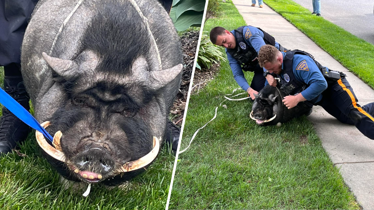 Runaway pig captured by police in New Jersey on Friday – NBC New York