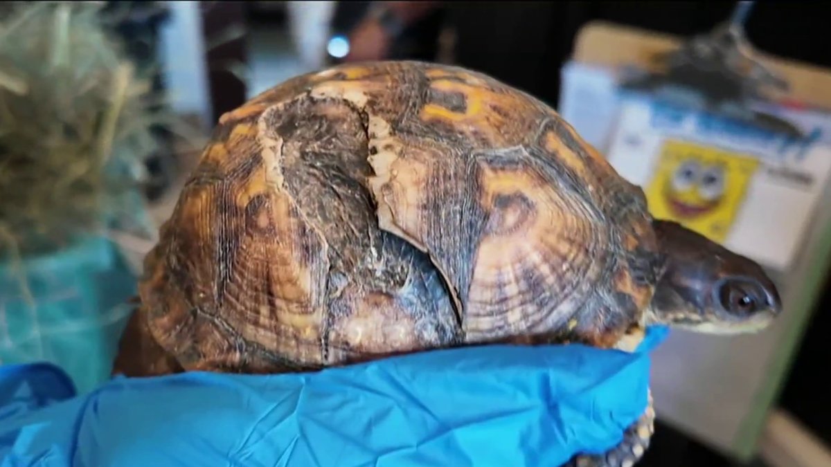 Shocking number of turtles killed by cars on Long Island – NBC New York