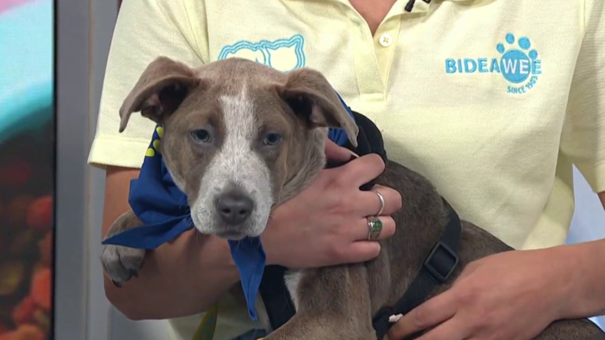 Adopt from Bideawee today! – NBC New York