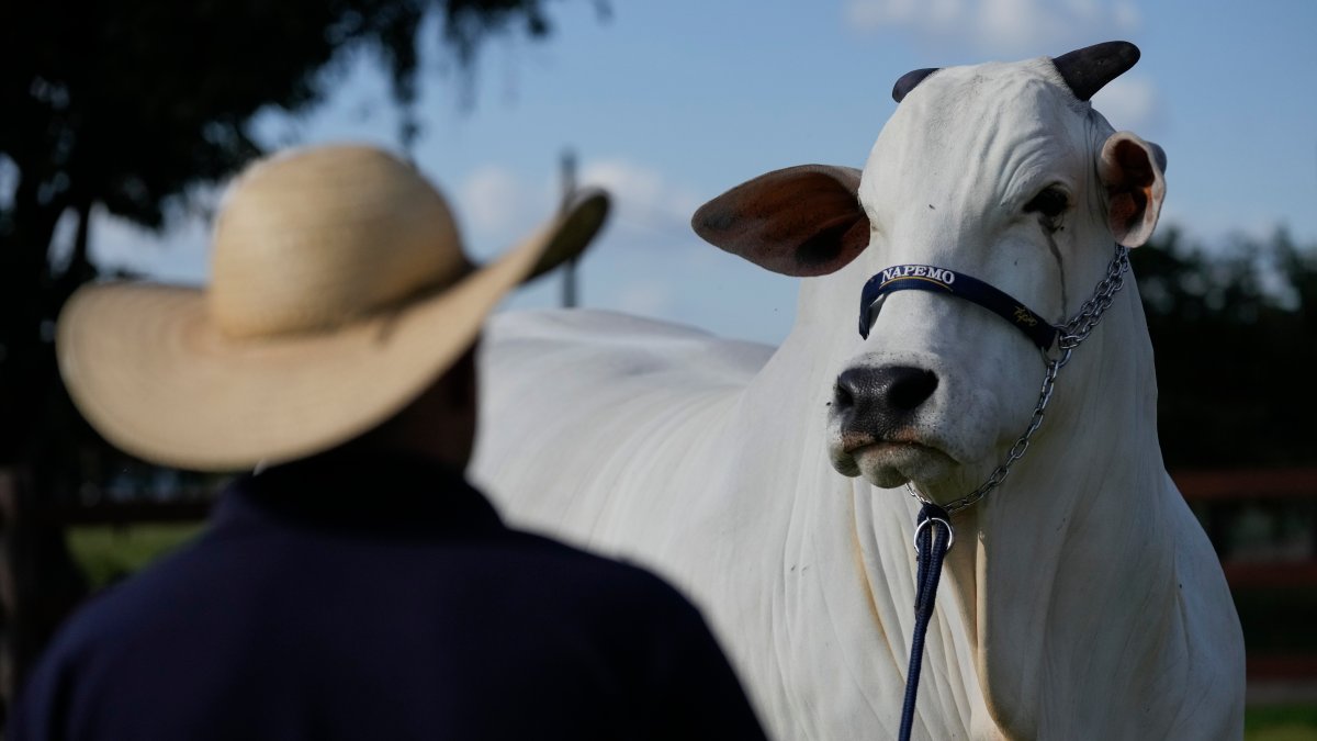 The world’s “best” cow is worth over $4 million – NBC New York