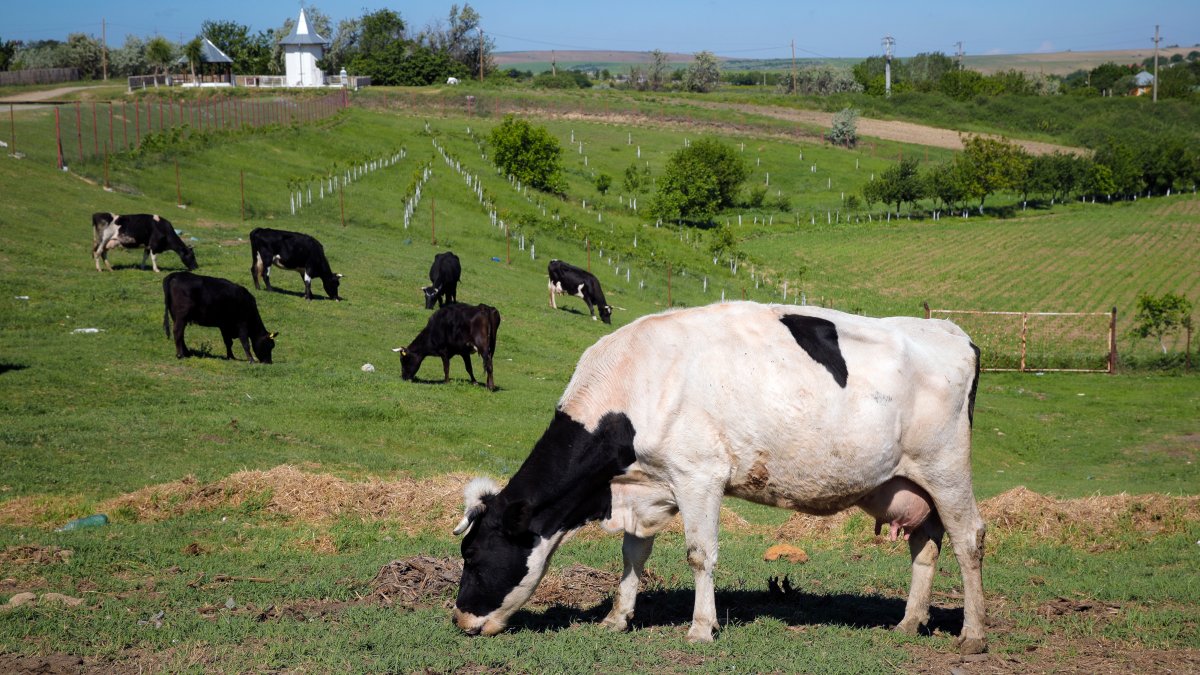 Gassy cows and pigs will face a carbon tax in Denmark – NBC New York
