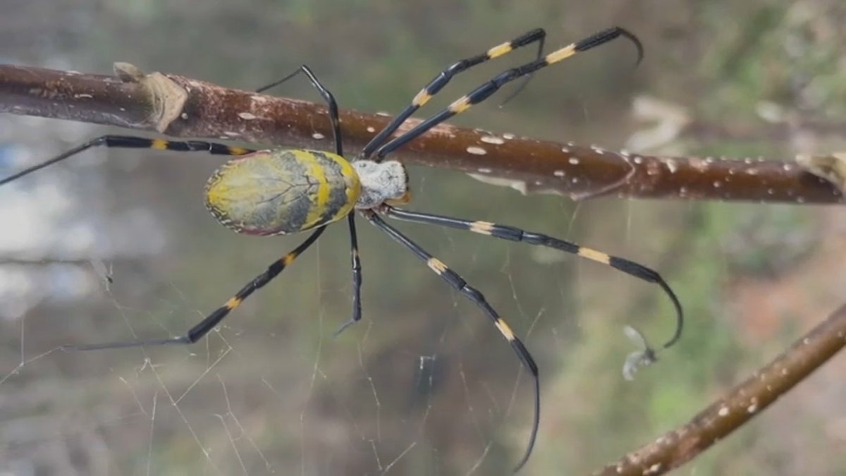 Joro spiders in NY and NJ: Fact vs. Fiction – NBC New York