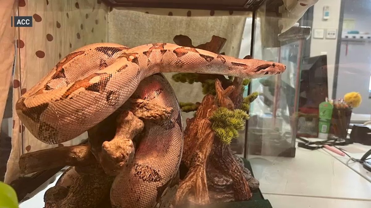 Python found under sink in Upper West Side apartment – NBC New York