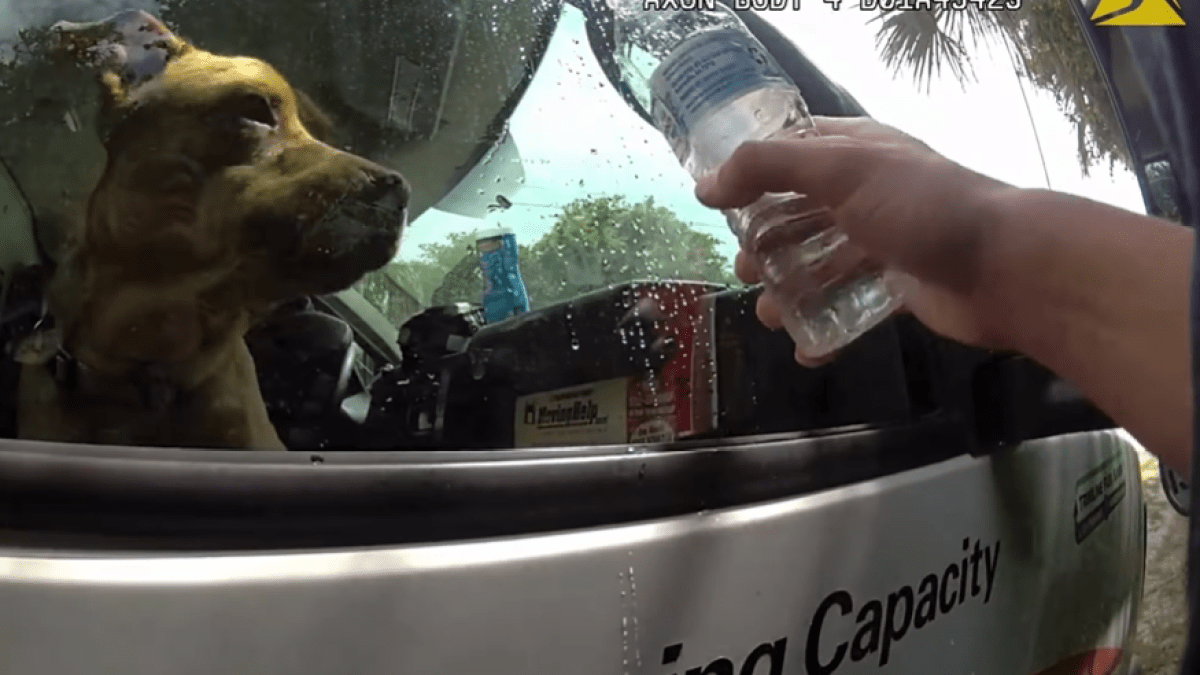Bodycam video shows dog rescued from hot U-Haul – NBC New York